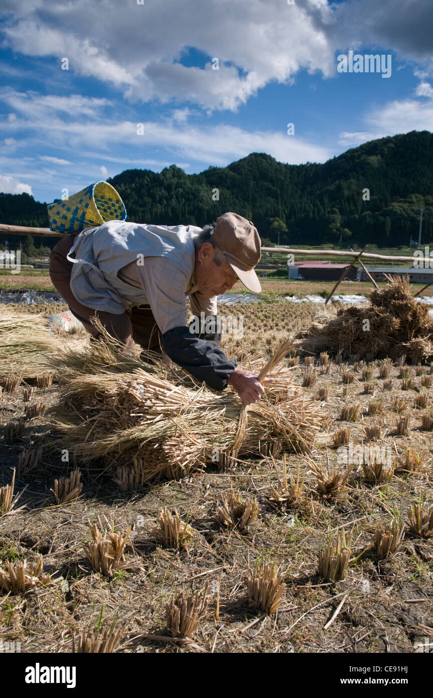 Japan Rice Farm High Resolution Stock Photography and Images - Alamy