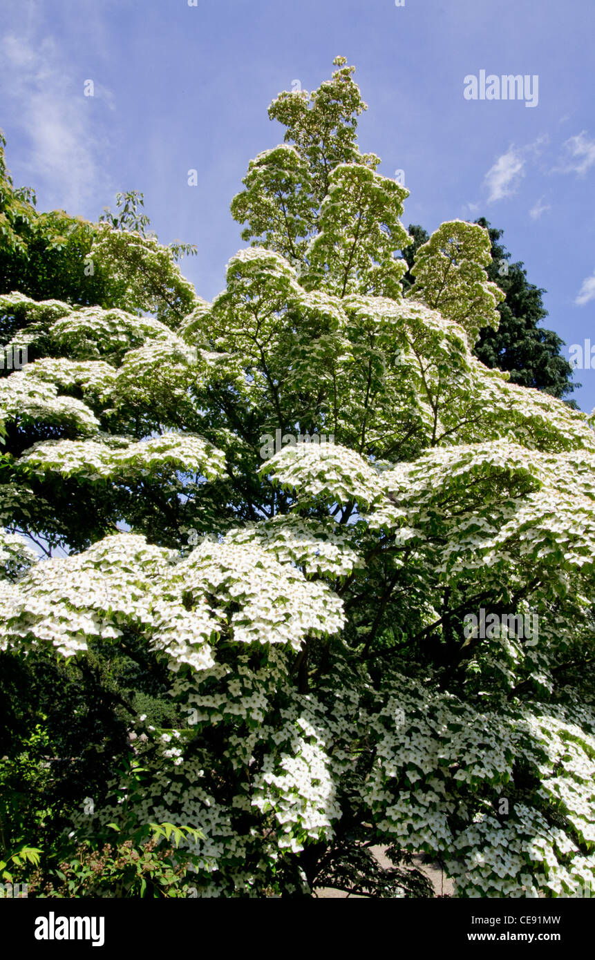 Cornus kousa tree hi-res stock photography and images - Alamy