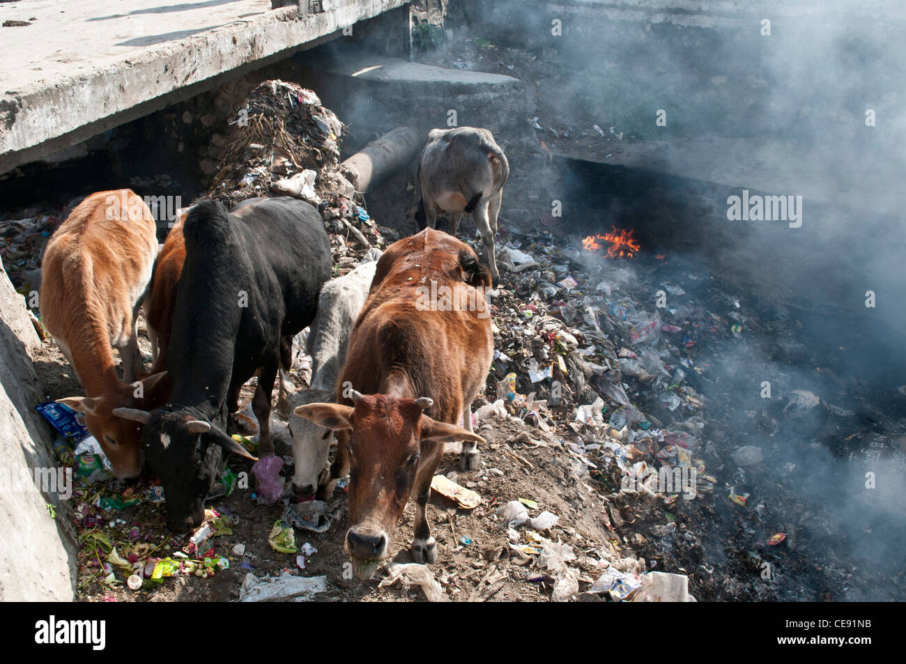 Cow rummaging through rubbish, Rishikesh, Uttarakhand, India Stock ...