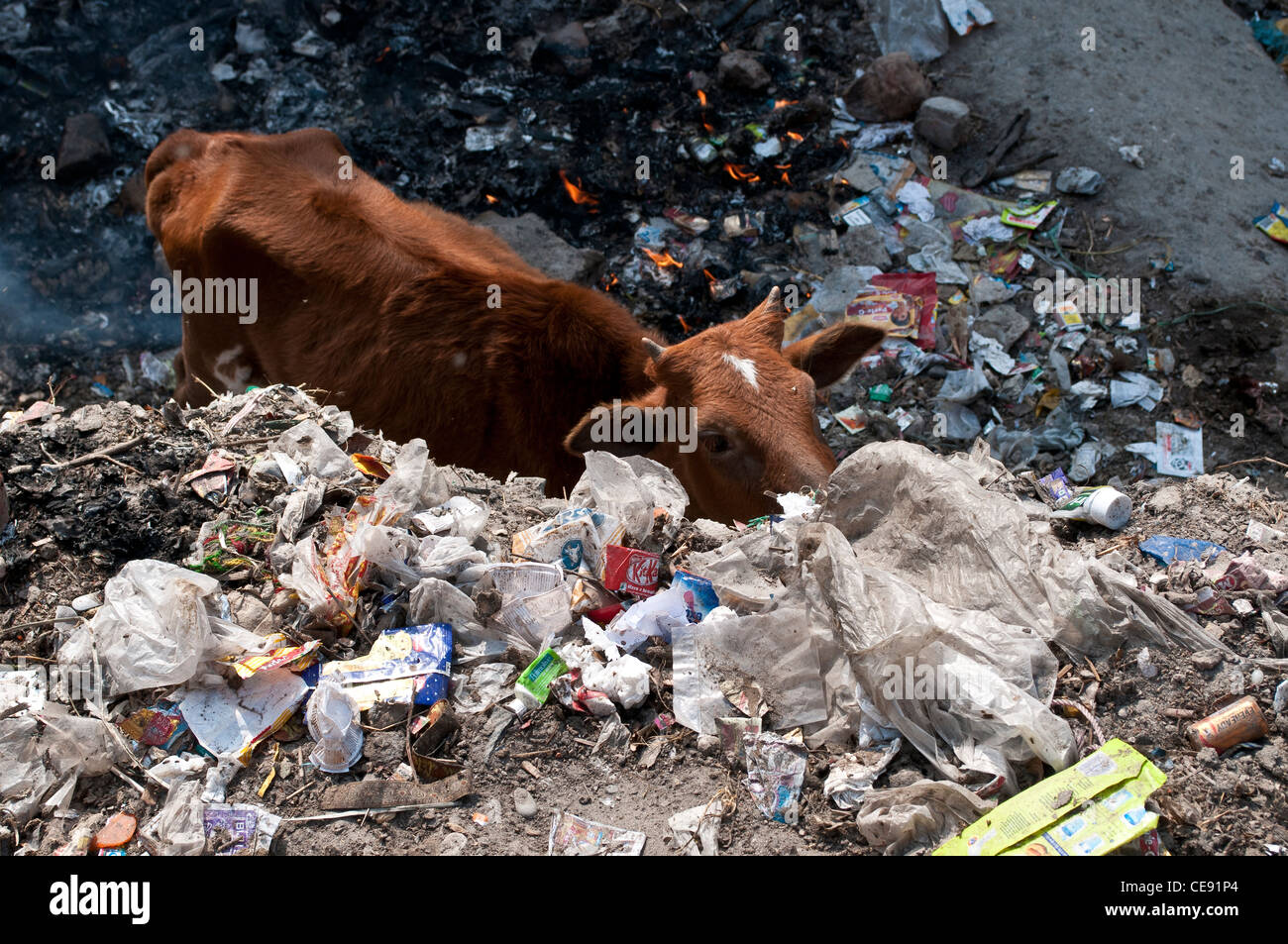 Cow eating garbage india hi-res stock photography and images - Alamy