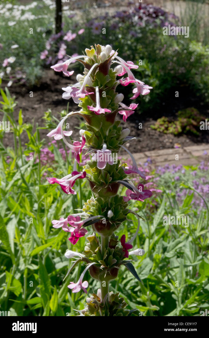 Morina flower hi-res stock photography and images - Alamy