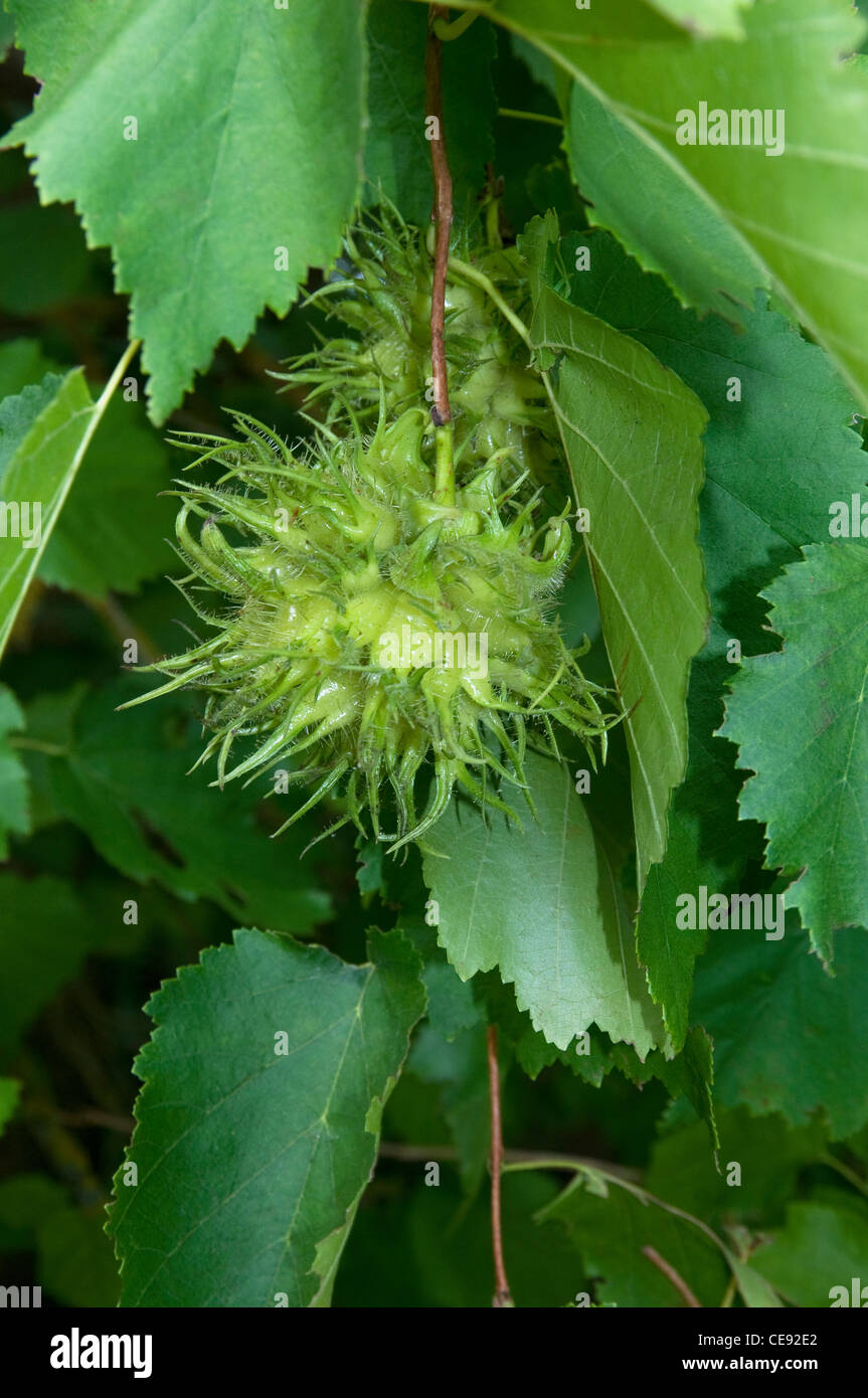 Corylus colurna hi-res stock photography and images - Alamy