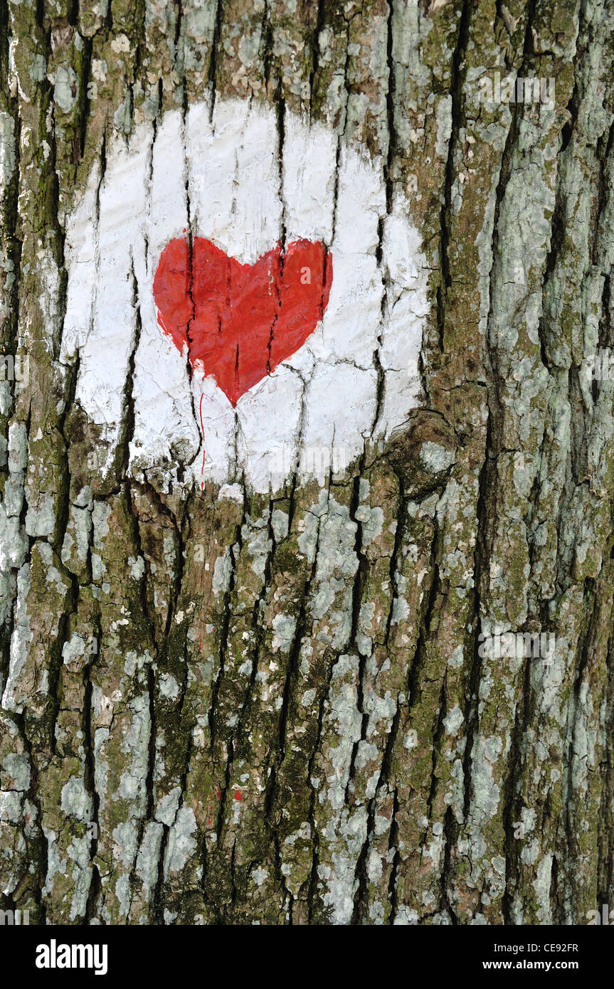 Love heart painted on the bark of a tree Stock Photo - Alamy