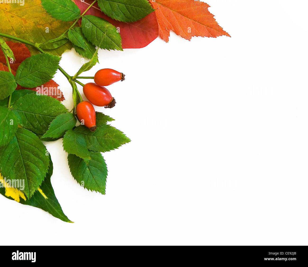 colorful frame from autumn leaves Stock Photo - Alamy