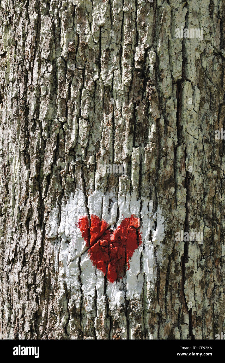 Love heart painted on the bark of a tree Stock Photo - Alamy