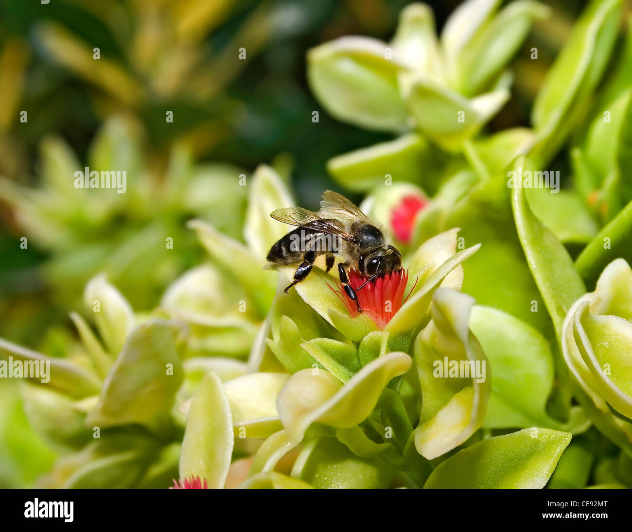 bee collecting honey nectar from flower Stock Photo - Alamy