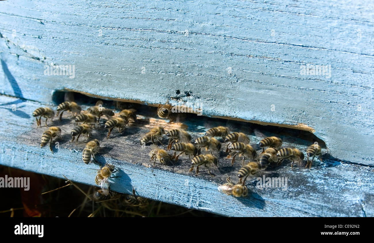 Bees fly in front hive hi-res stock photography and images - Alamy