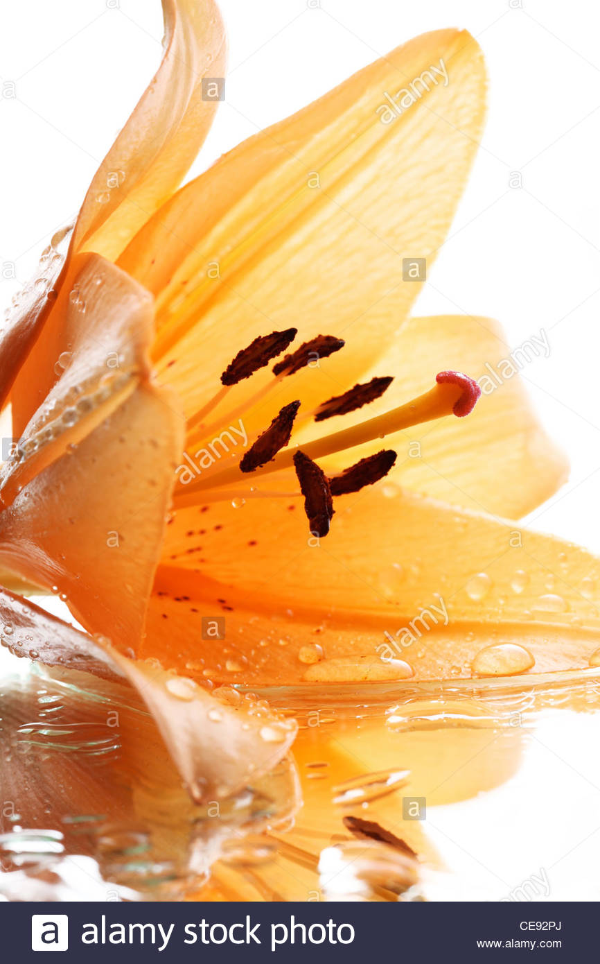 Coral Lily High Resolution Stock Photography and Images - Alamy