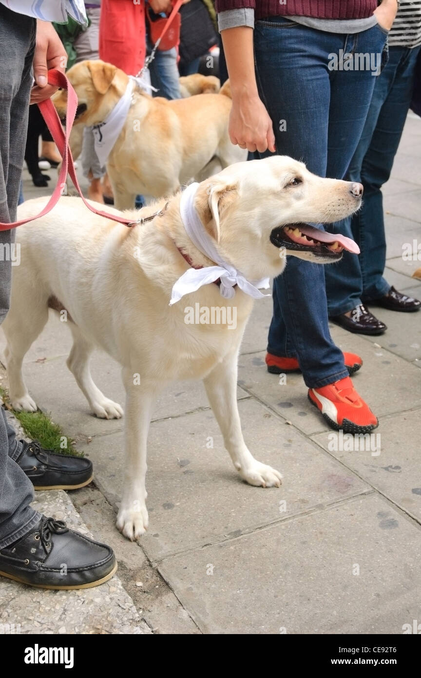 Labrador Parade in Warsaw (2010 Stock Photo - Alamy