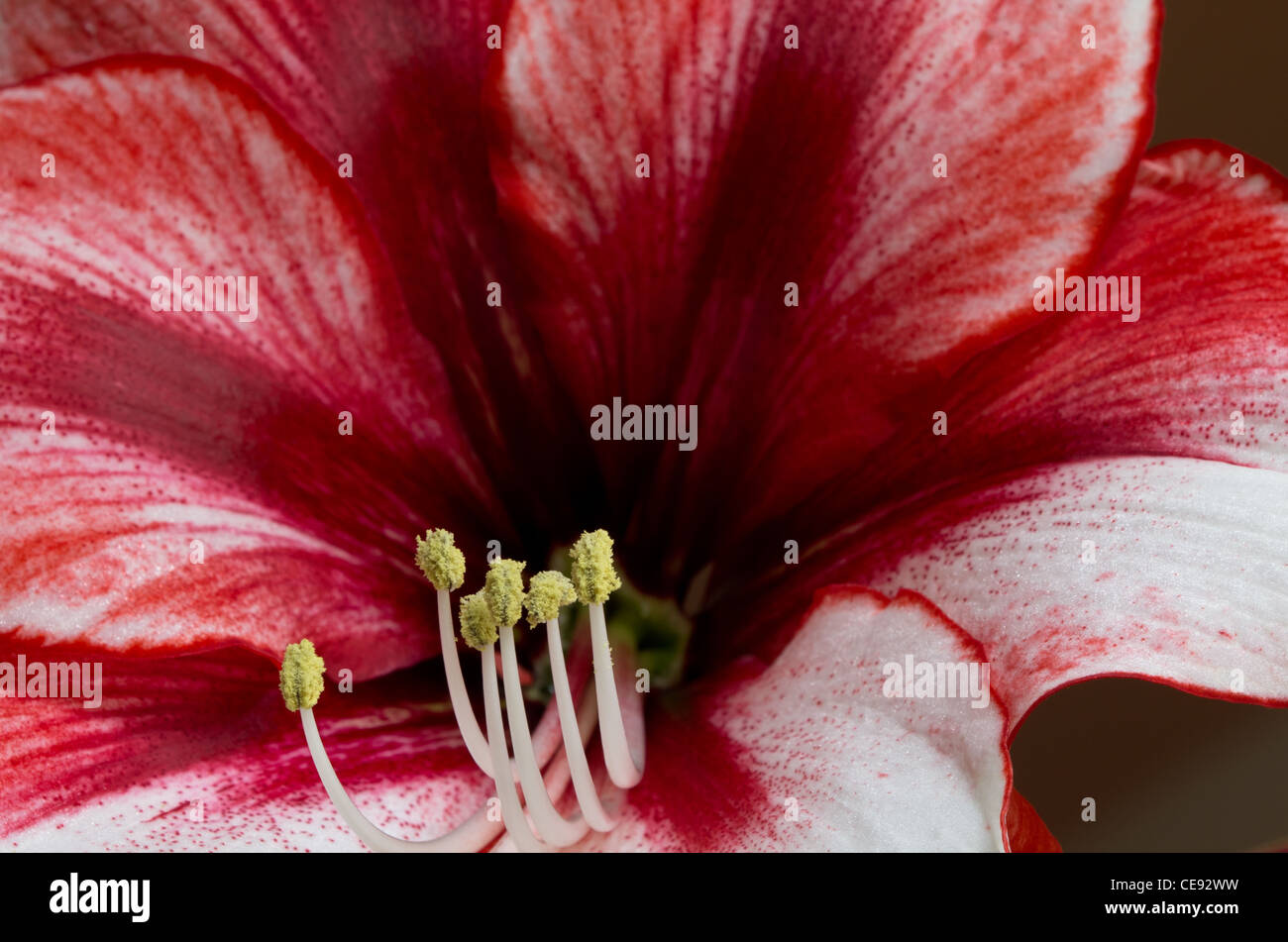 Deep red lily hi-res stock photography and images - Alamy