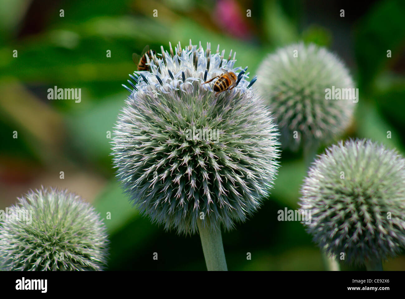 Blue Globe Thistle (Echinops ritro 'Veitch's Blue') with Honey Bees ...