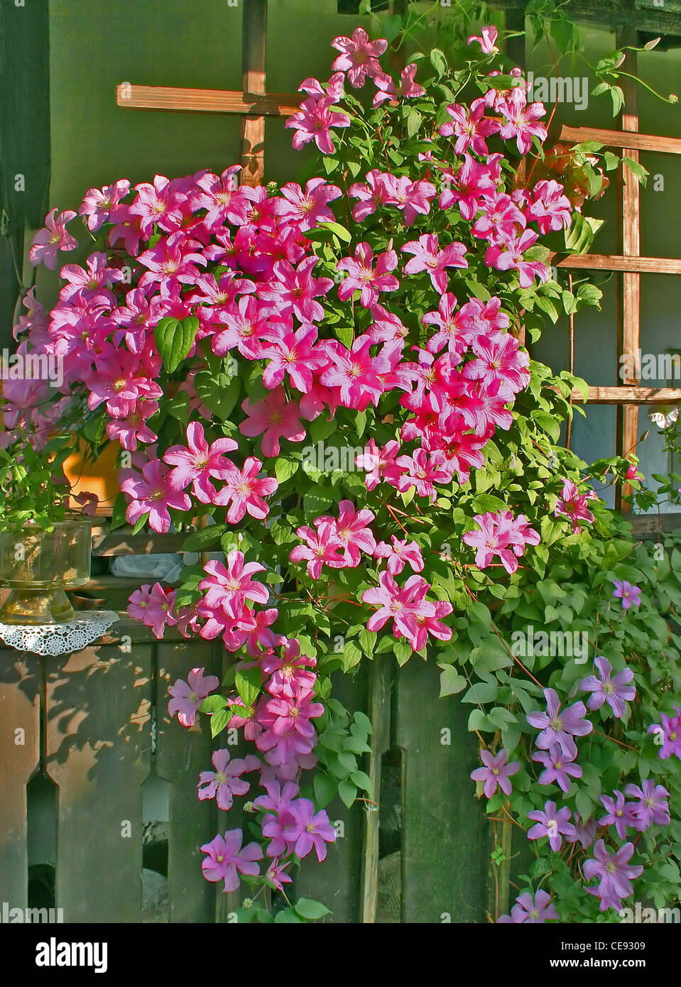 pergola with a pink flowers Stock Photo - Alamy
