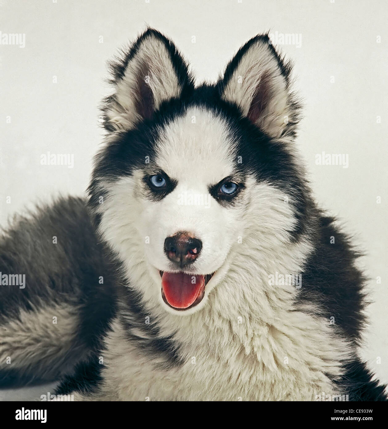 Purebred husky dog portrait hi-res stock photography and images - Alamy