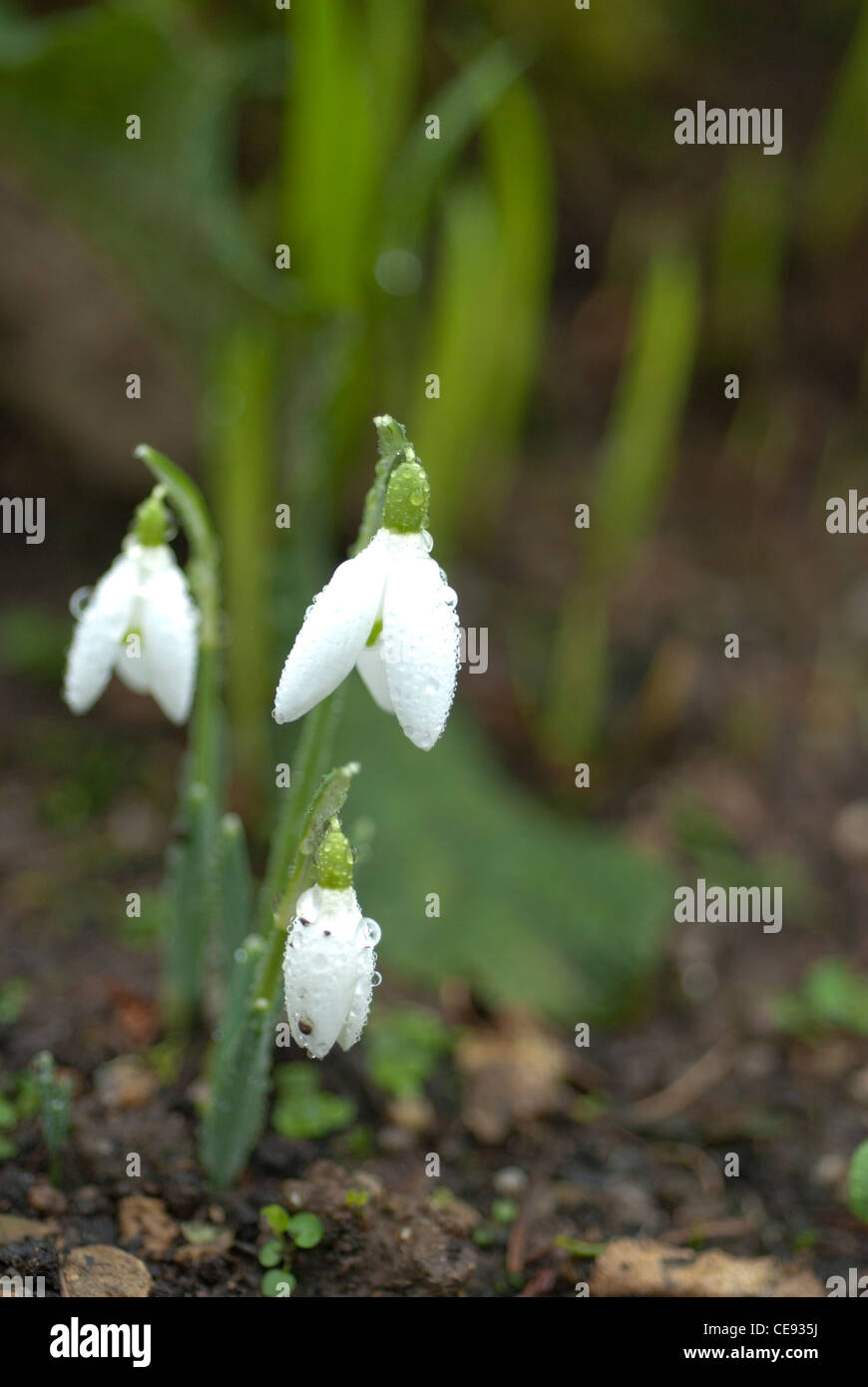 Galanthus in snow hi-res stock photography and images - Alamy