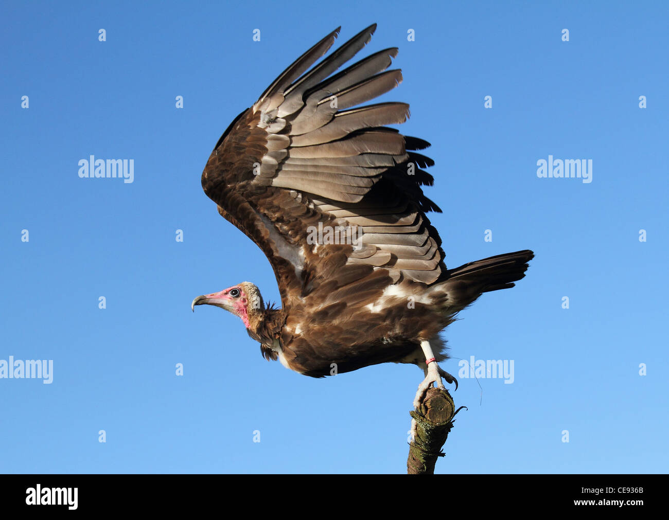 Turkey hawk hi-res stock photography and images - Alamy