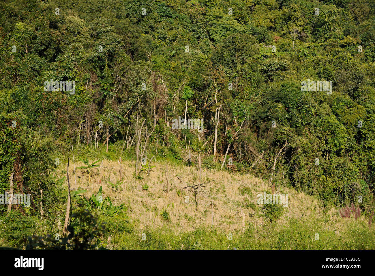 Asia LAOS, province Oudomxay , village Houyta, rainforest in mountain ...