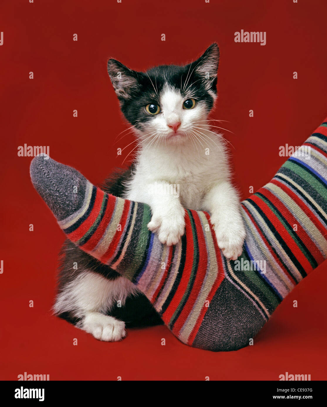 kitten staying behind a stripped sock Stock Photo - Alamy