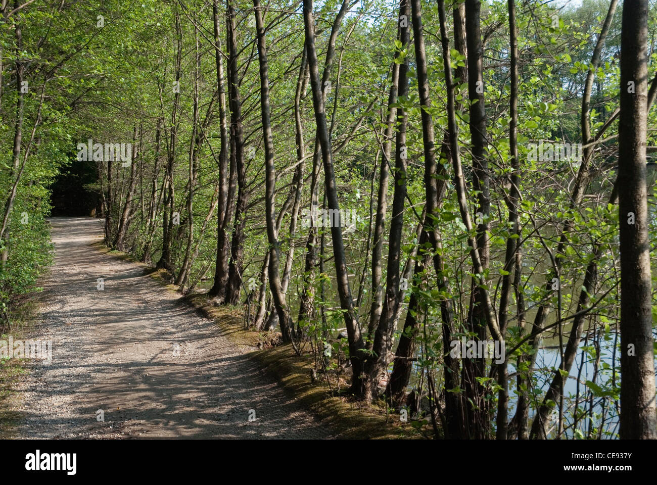 path trough forest Stock Photo - Alamy