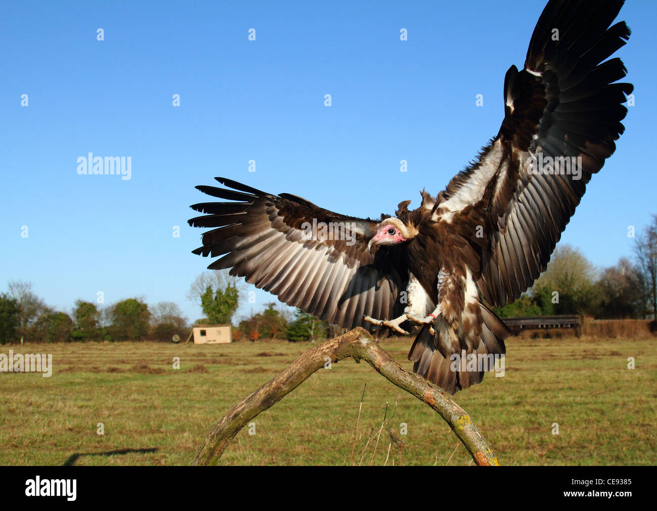 Turkey hawk hi-res stock photography and images - Alamy