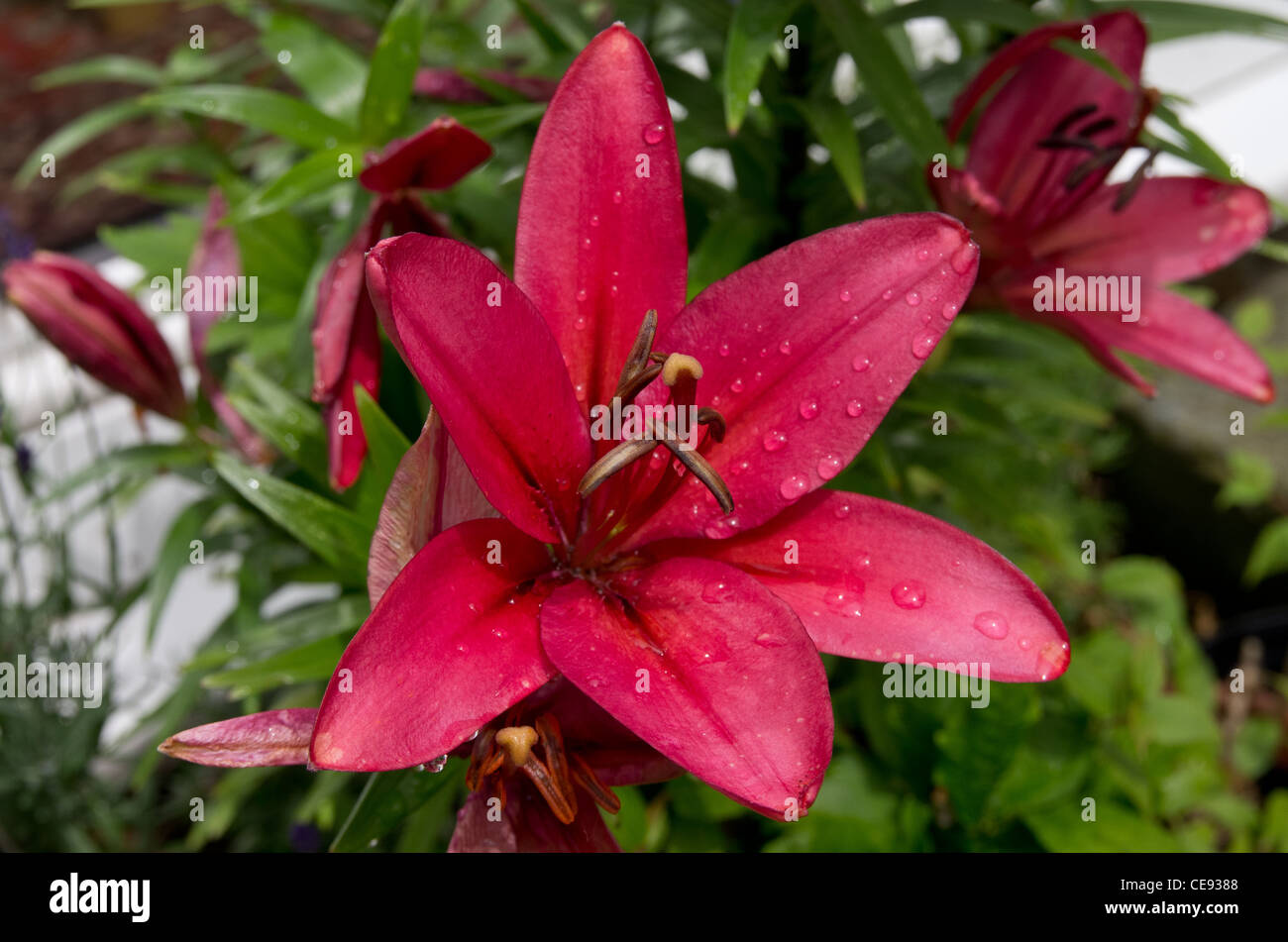 Deep red lily hi-res stock photography and images - Alamy