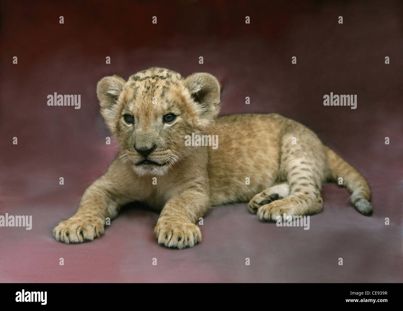 lion cub laying at purple background Stock Photo - Alamy