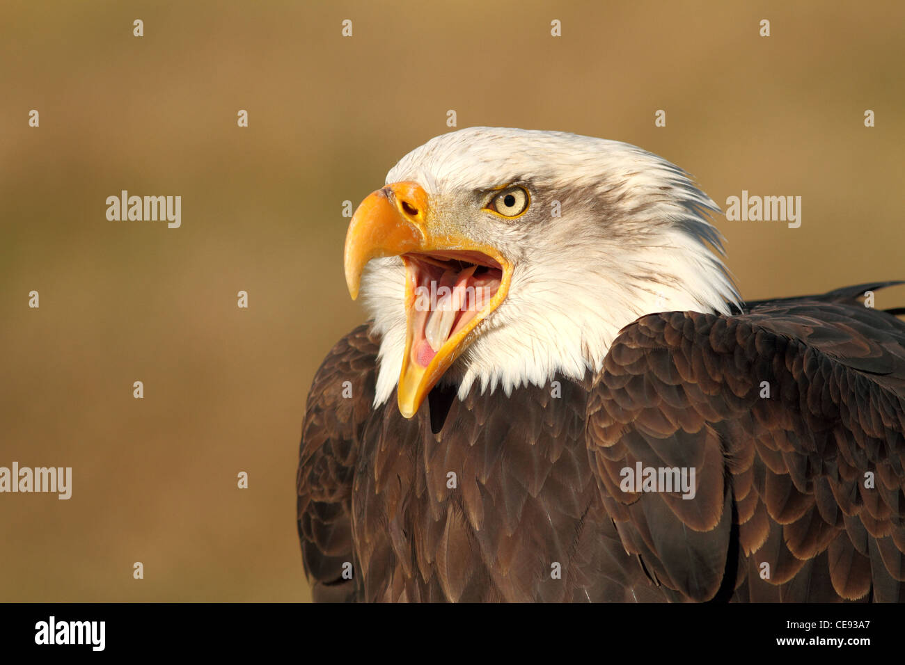 Bald Eagle at local Hawk Center Stock Photo - Alamy