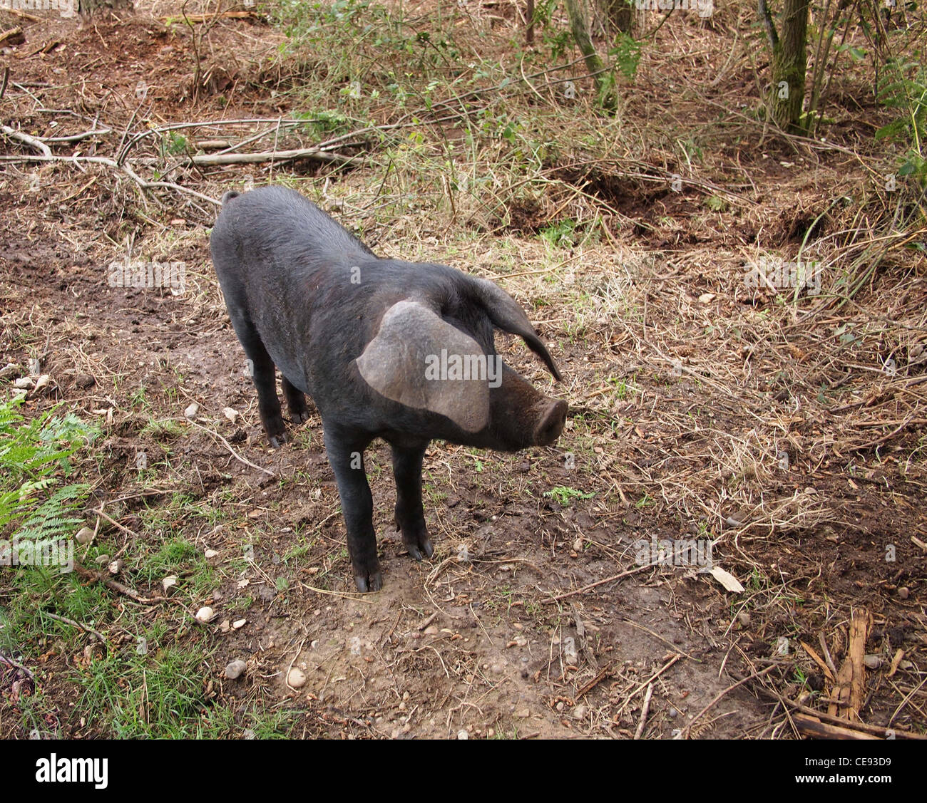 Pigs in the woods Stock Photo - Alamy
