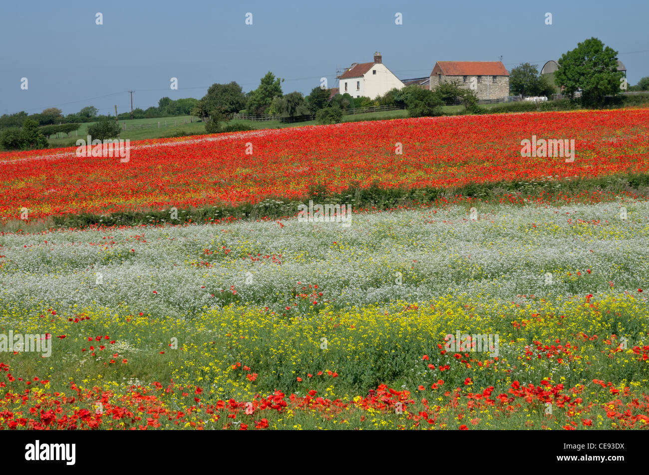 Poppy field near Leavening Stock Photo - Alamy