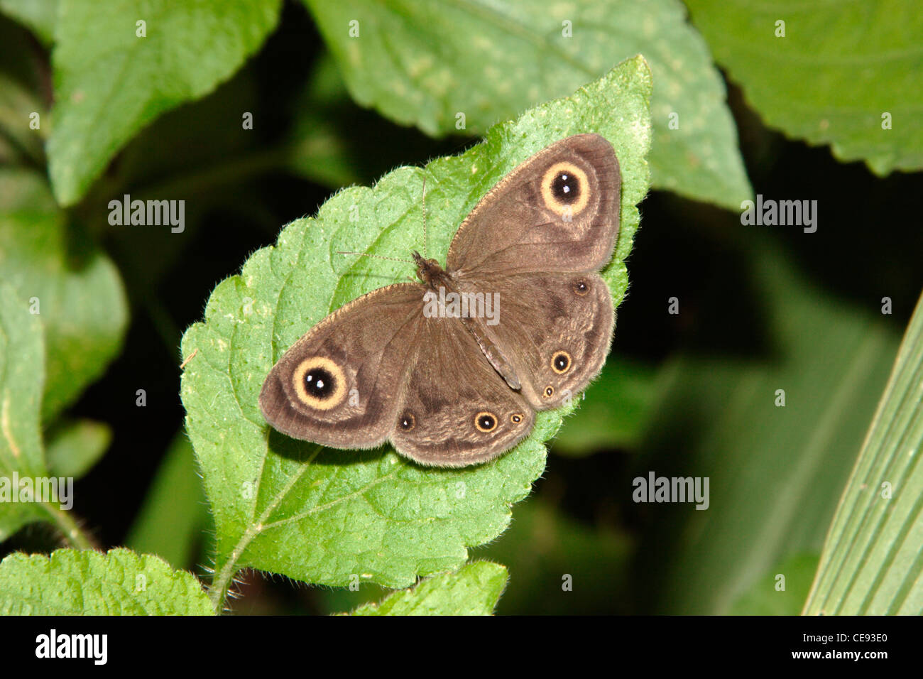 Ypthima doleta hi-res stock photography and images - Alamy