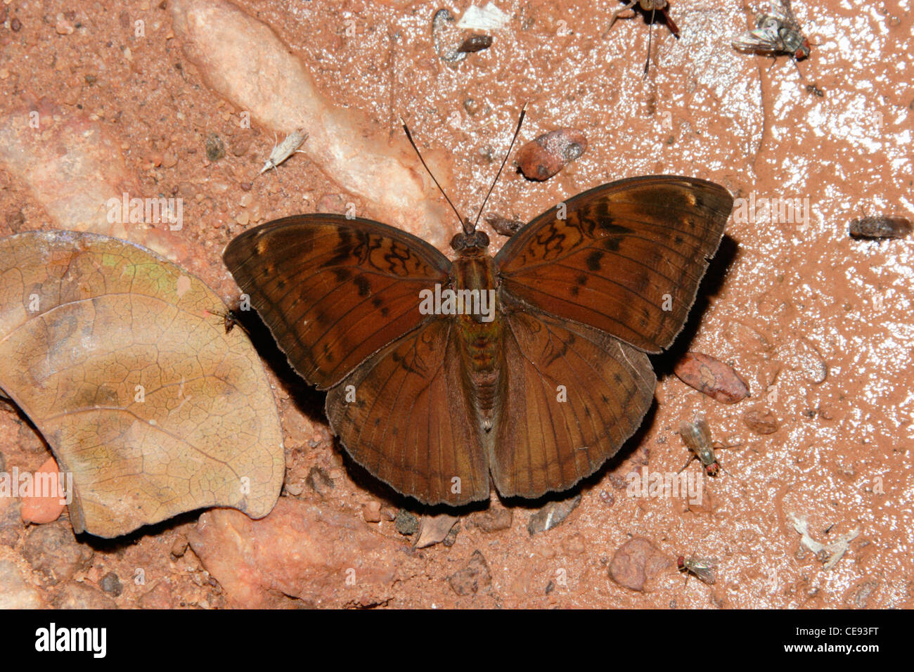 Butterfly (Euriphene doriclea : Nymphalidae), male puddling in ...