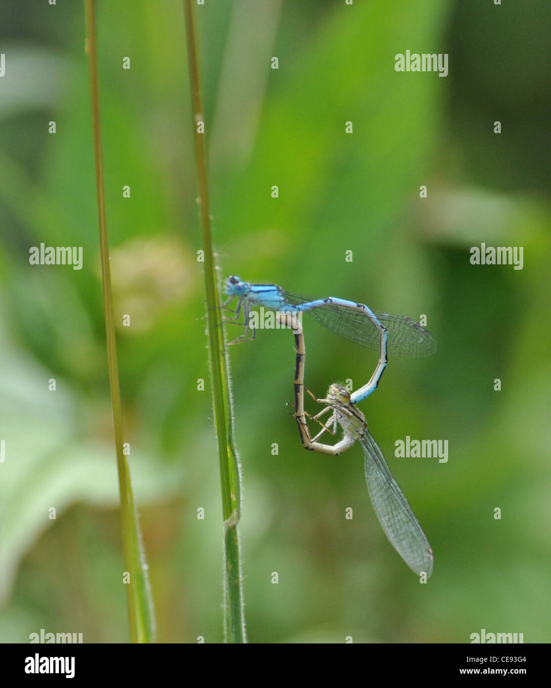 Damsels hi-res stock photography and images - Alamy