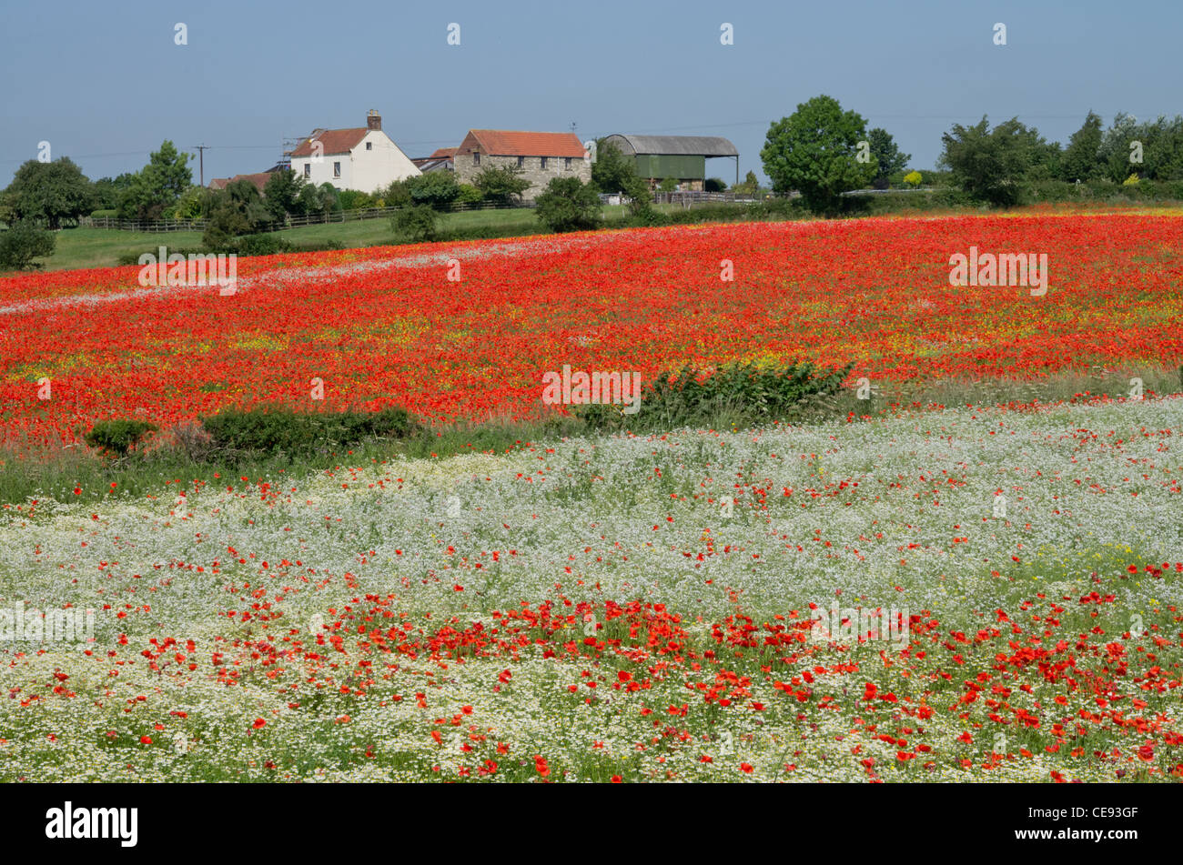 Poppy field near Leavening Stock Photo - Alamy