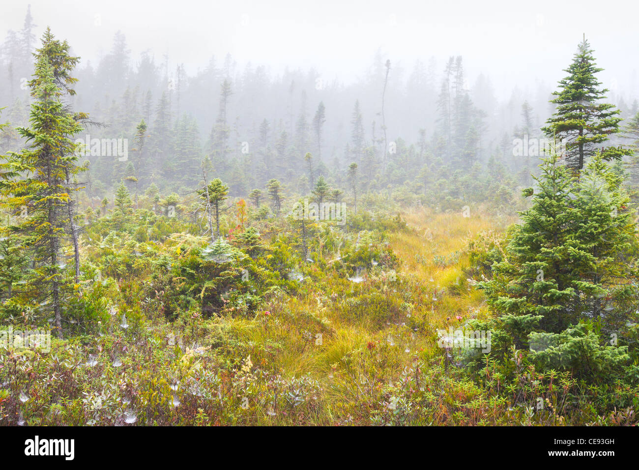 Fog in Big Heath, Acadia National Park, Maine Stock Photo - Alamy