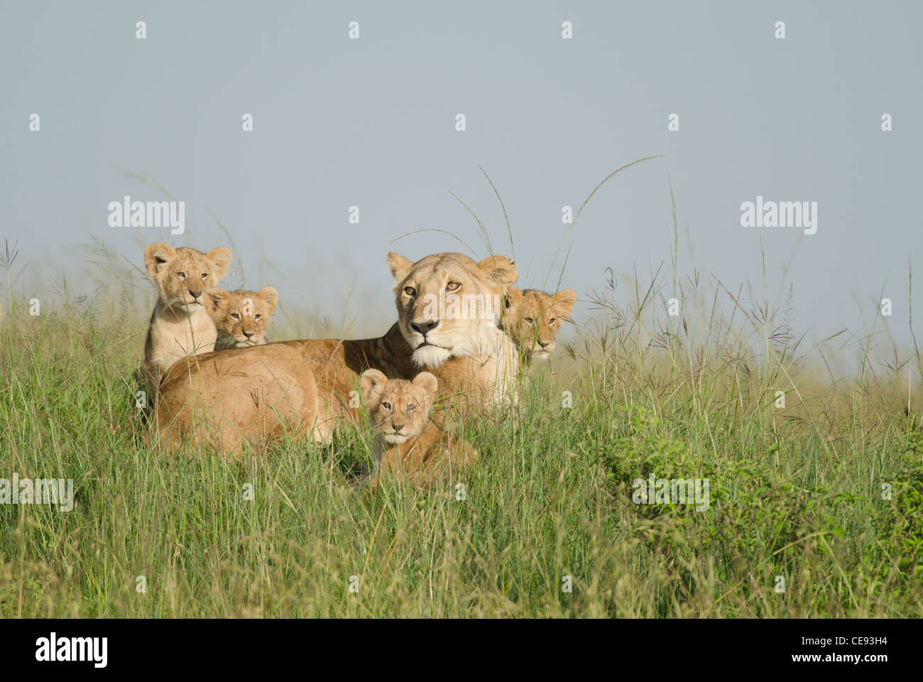 Lion guarding cubs hi-res stock photography and images - Alamy