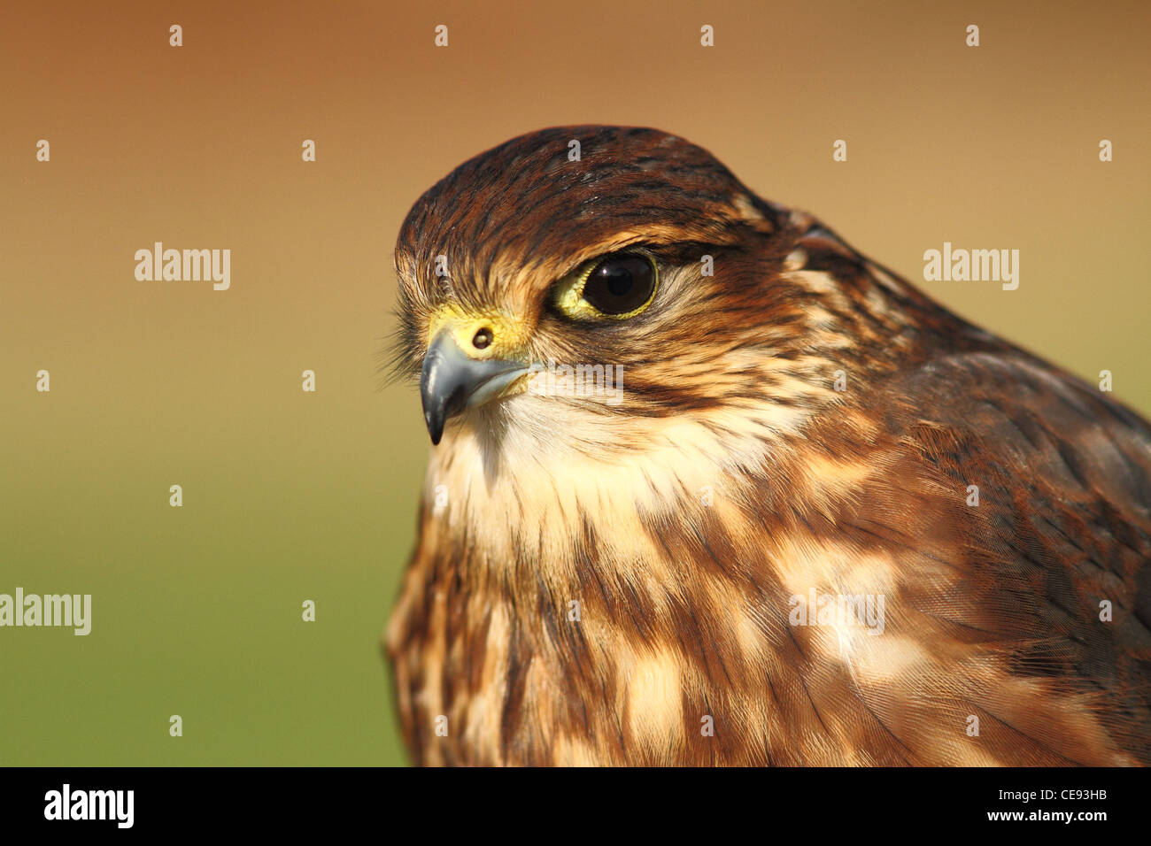 Merlin bird of prey from local hawk center Stock Photo - Alamy