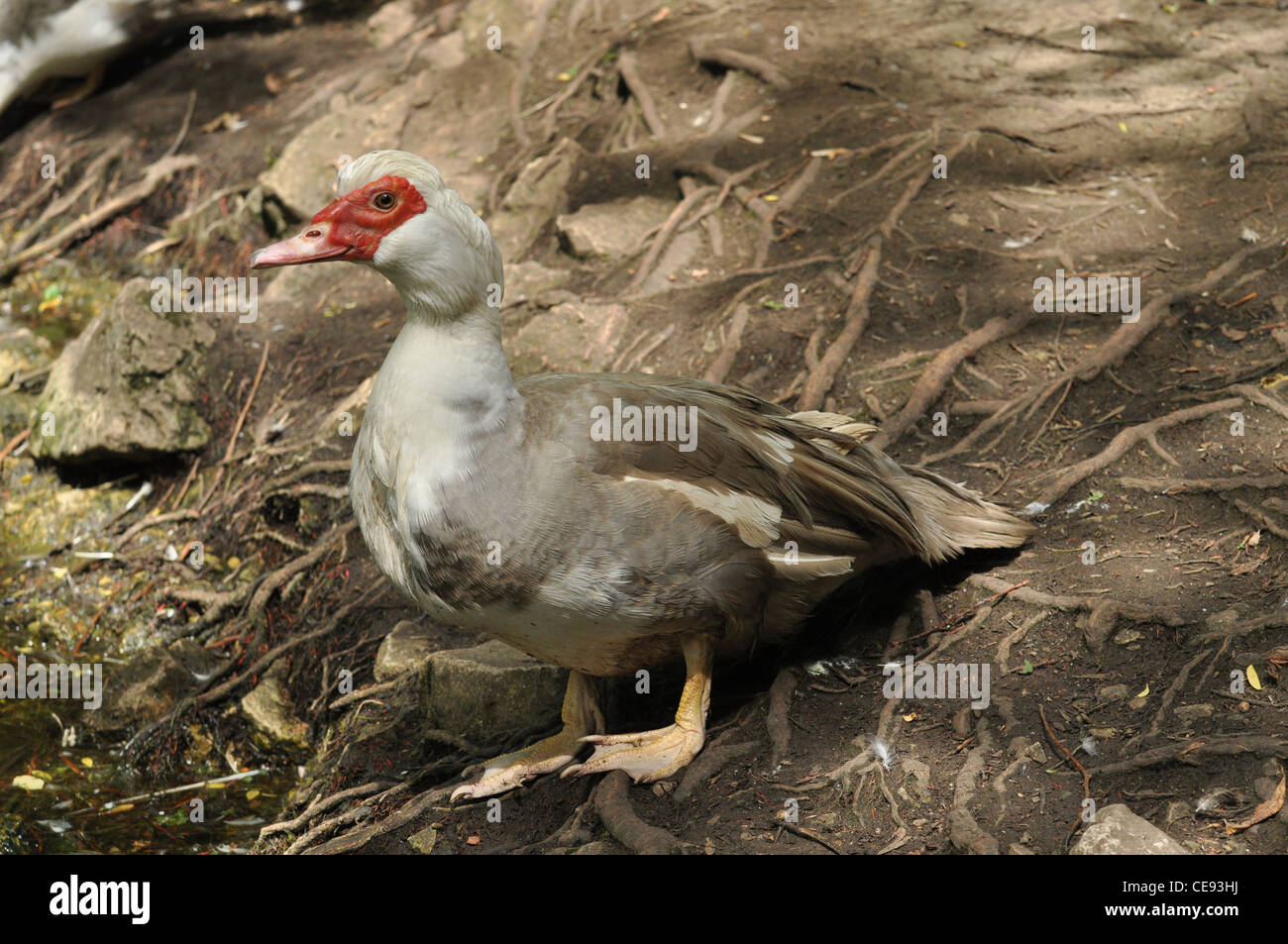Muscovy cairina moschata hi-res stock photography and images - Alamy