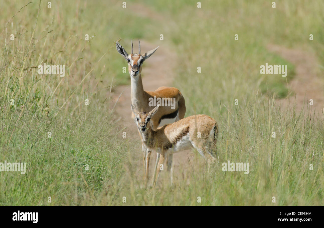 Mother Thomson's gazelle(Eudorcas thomsonii) with fawn,grazing in Masai ...