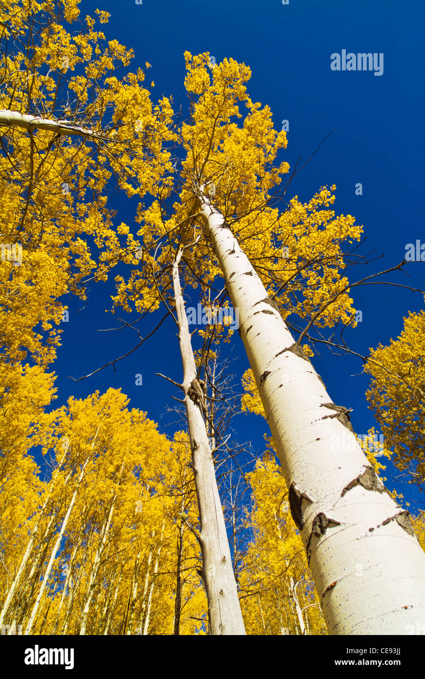 Looking up tall aspen trees hi-res stock photography and images - Alamy