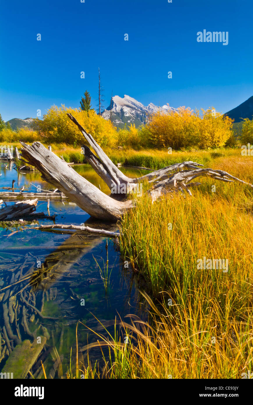 Vermillion lakes stumps hi-res stock photography and images - Alamy