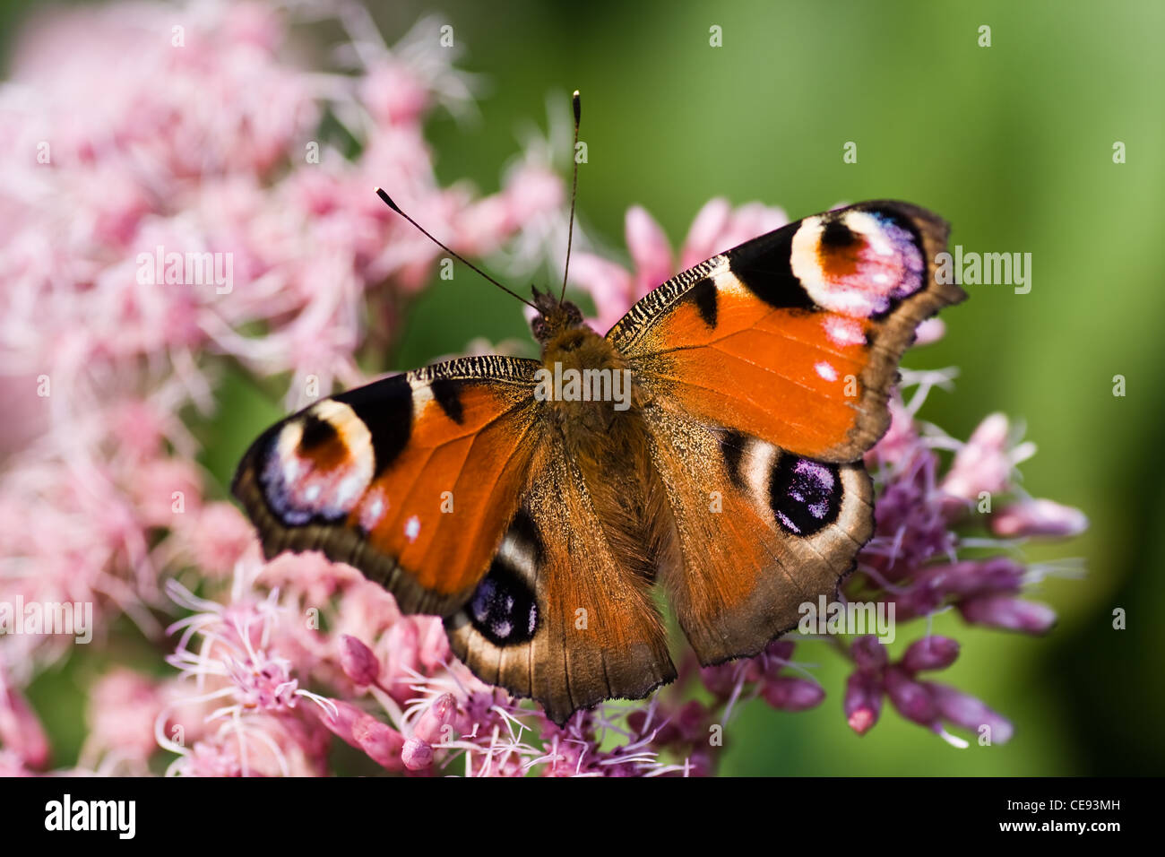 Peacock butterfly getting nectar from Gravel root flowers Stock Photo ...