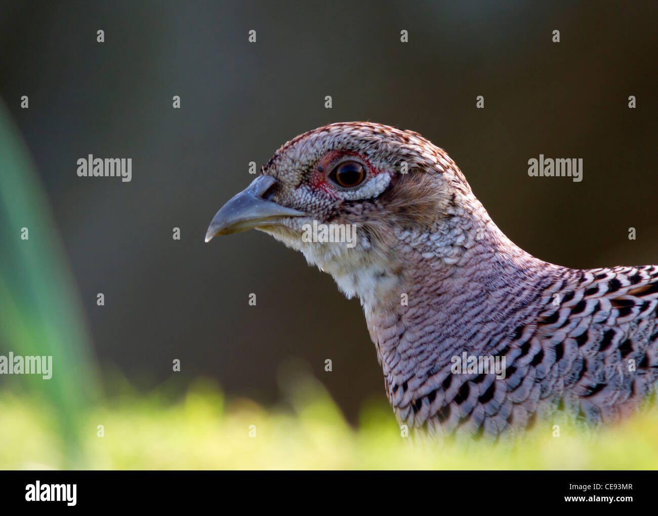 Female pheasant hi-res stock photography and images - Alamy
