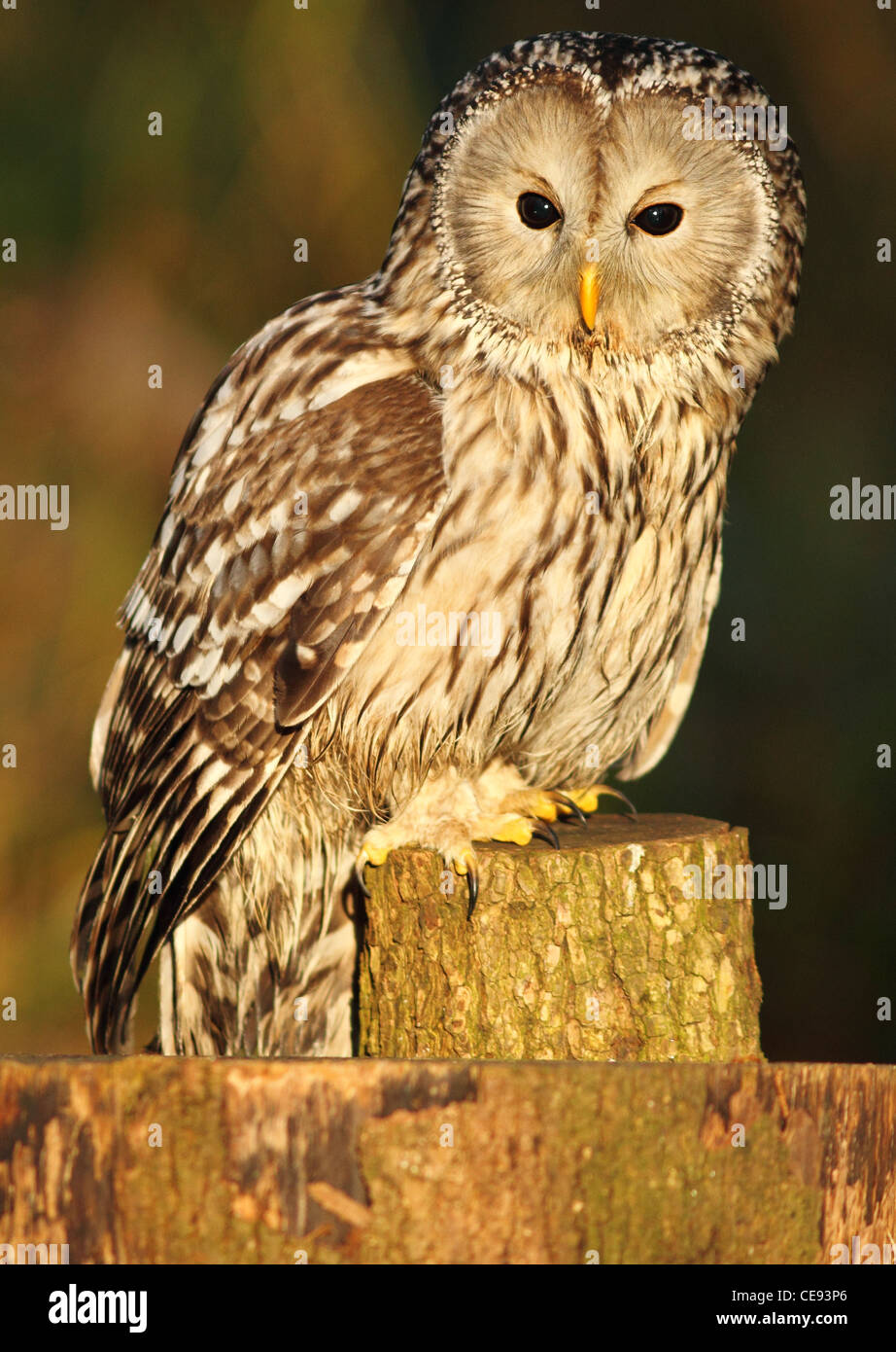Ural Owl from local hawk center Stock Photo - Alamy