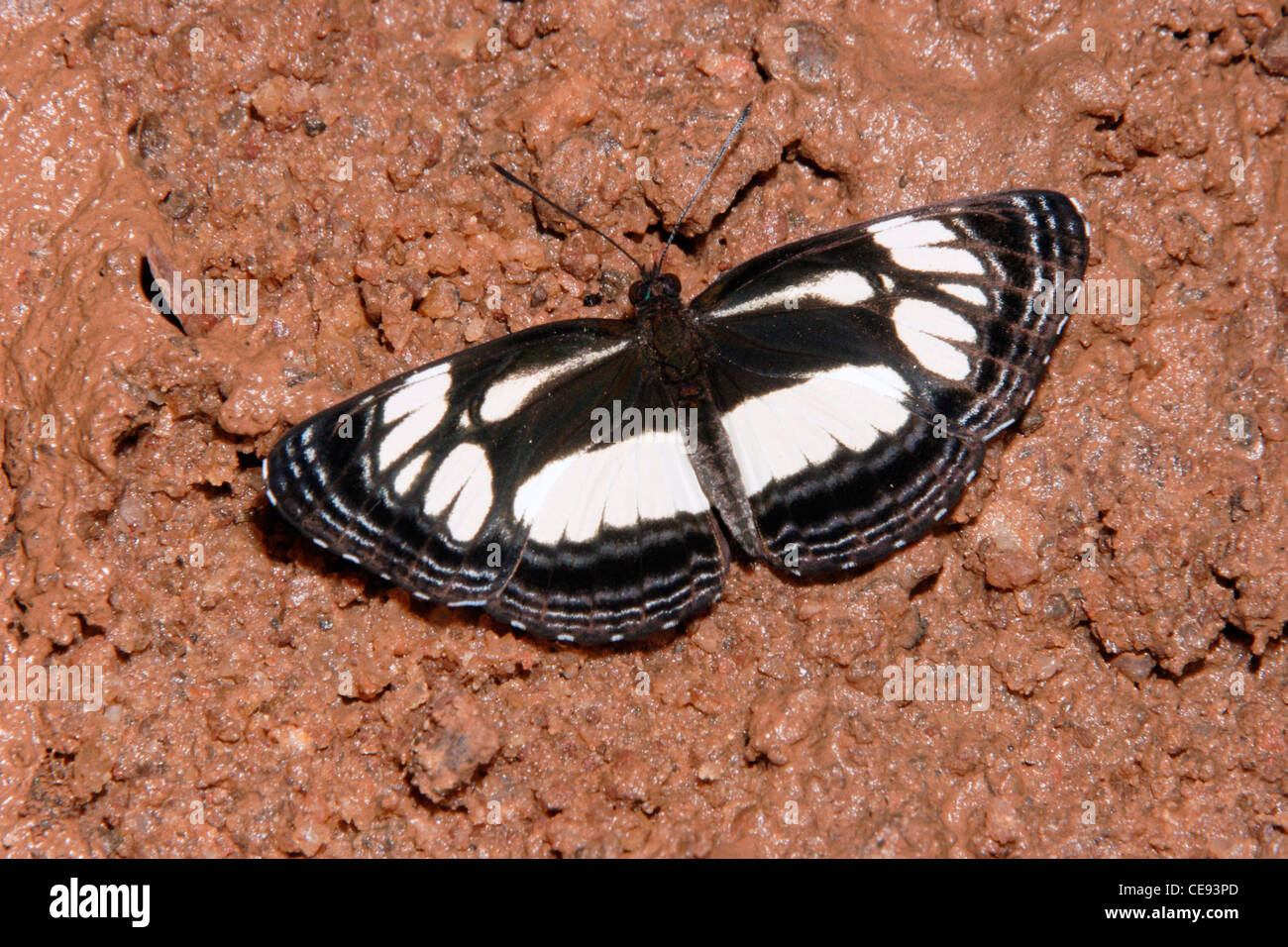 Neptis nebrodes hi-res stock photography and images - Alamy