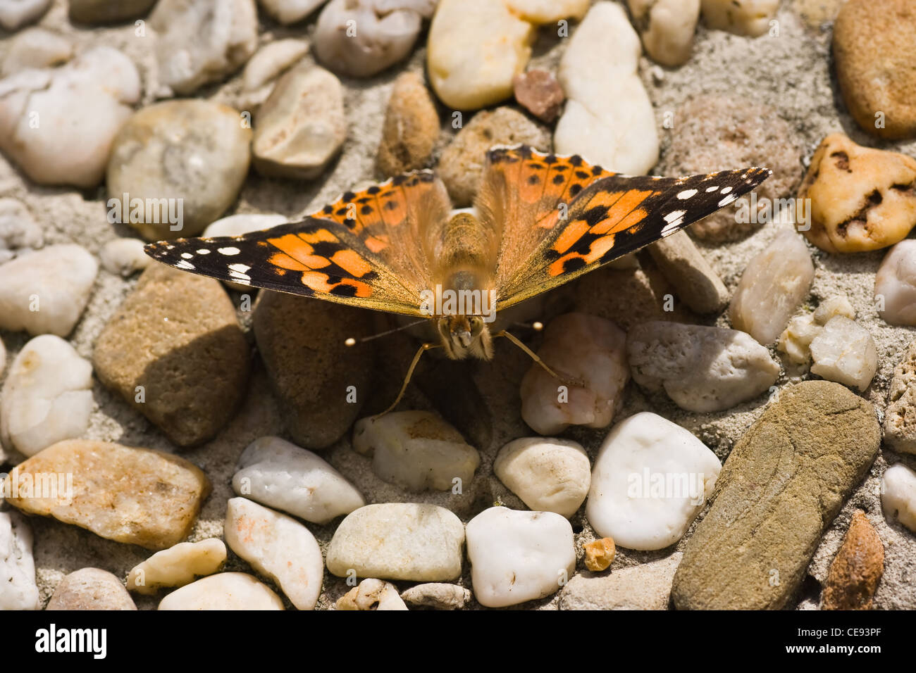 Vanessa cardui butterfly color summer hi-res stock photography and ...