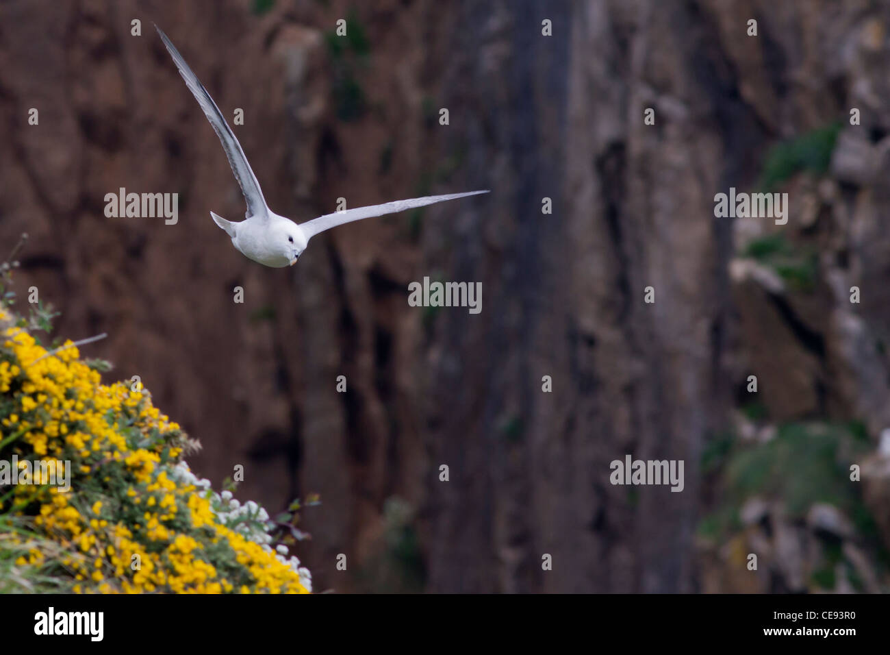 Fulmar (Fulmarus glacialis) flying in front of cliff Stock Photo - Alamy