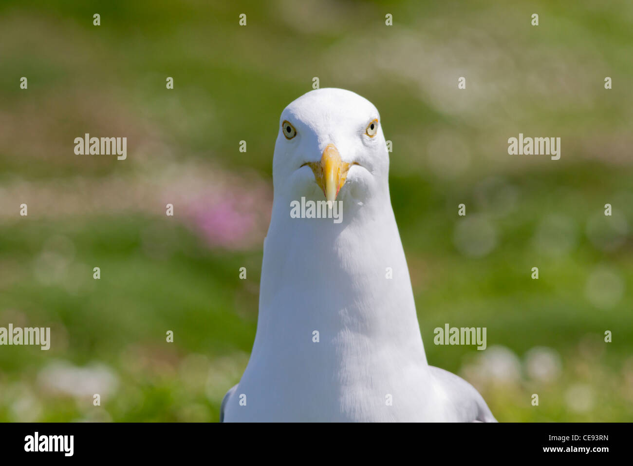 Herring Gull (Larus argentatus) head-on Stock Photo - Alamy