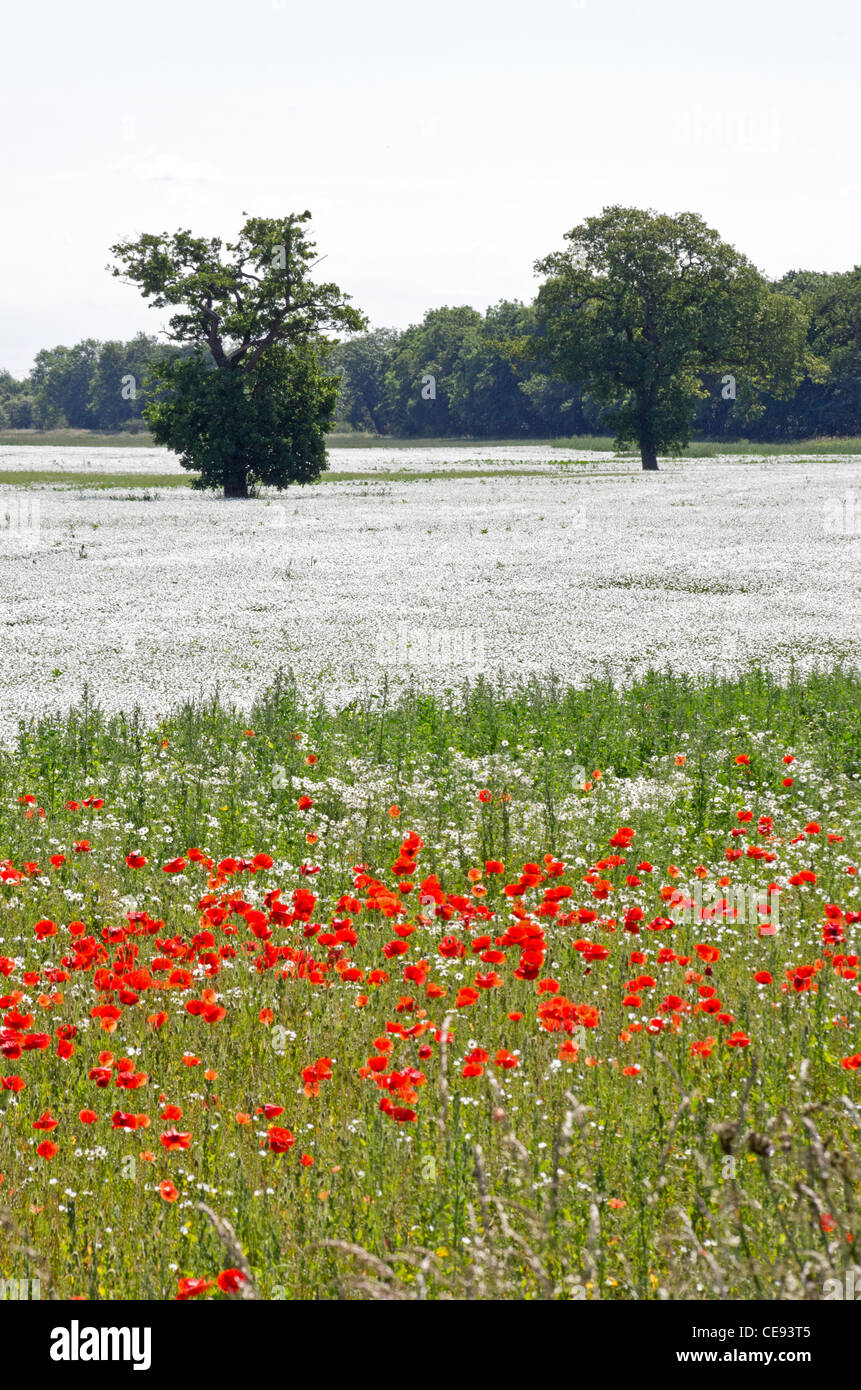 White flowered flax poppies oxeye daisy Stock Photo - Alamy