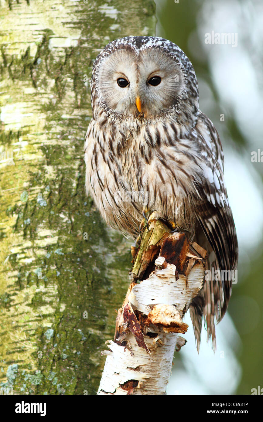 Ural owl ural owl hi-res stock photography and images - Alamy