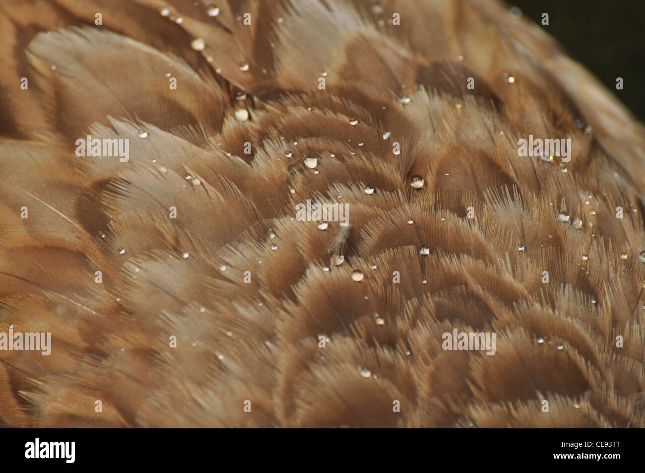 water of a ducks back Stock Photo - Alamy