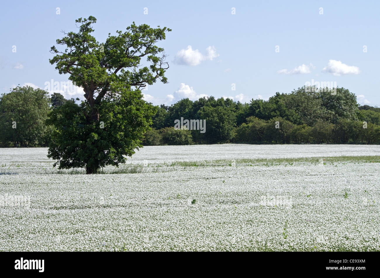 White flowered flax Stock Photo - Alamy